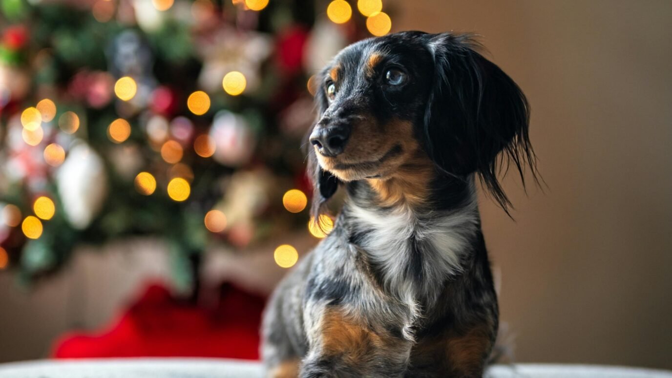 Kleine Hunderassen für Anfänger: Umfassender Leitfaden - Haustier Guide