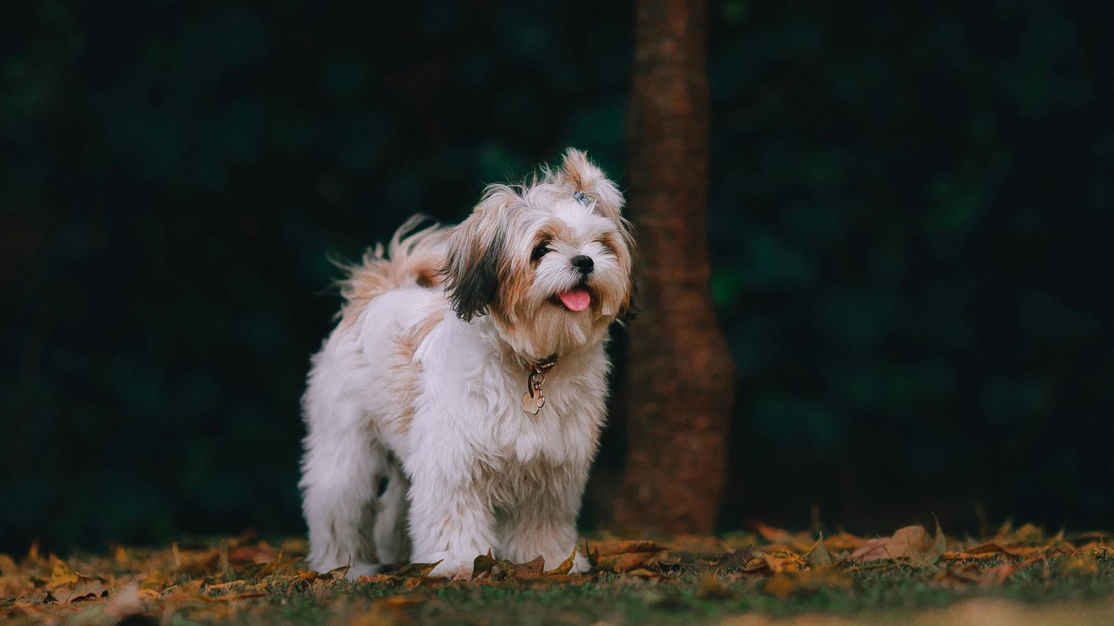 Kleine Hunderassen für Anfänger: Umfassender Leitfaden - Haustier Guide