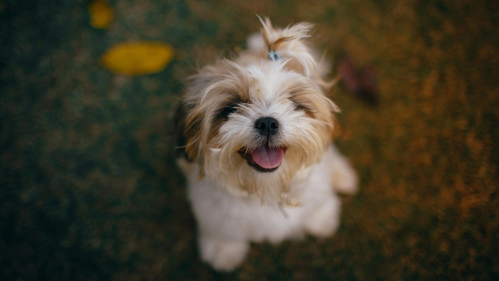 Hund anmelden: So funktioniert die Hundesteuer! - Haustier Guide