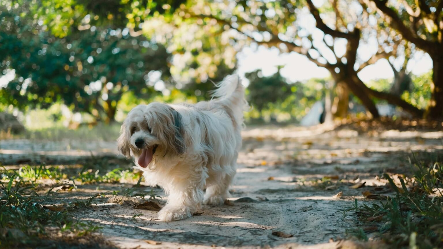 Kleine Hunderassen für Anfänger: Umfassender Leitfaden - Haustier Guide
